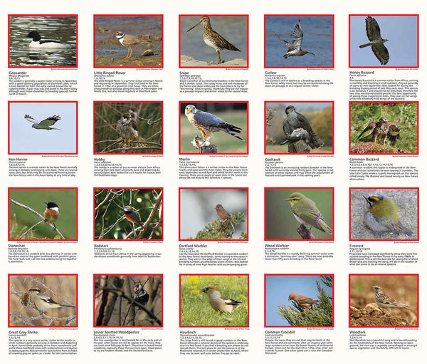 Birds in the New Forest Walks Map | The Little Map Company