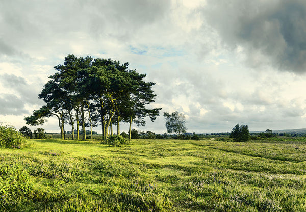 New Forest National Park Maps | The Little Map Company